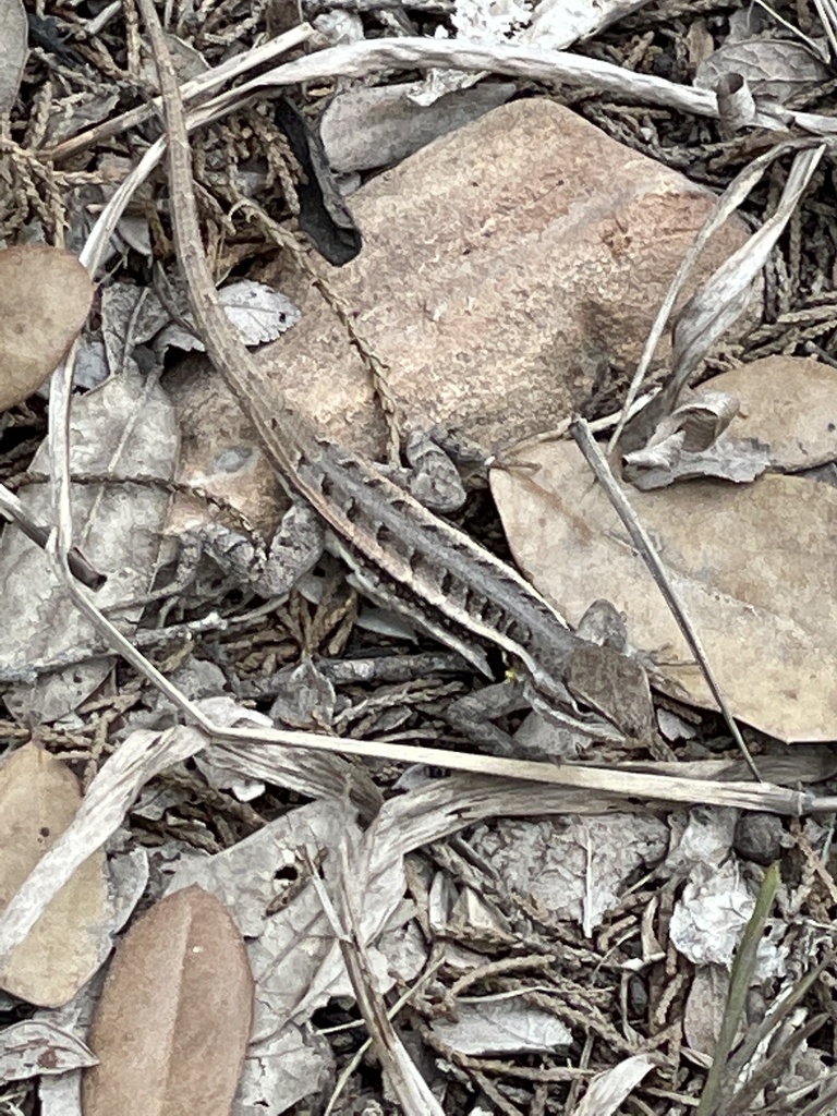 Rose-bellied Lizard from Bexar County, US-TX, US on October 07, 2022 at ...