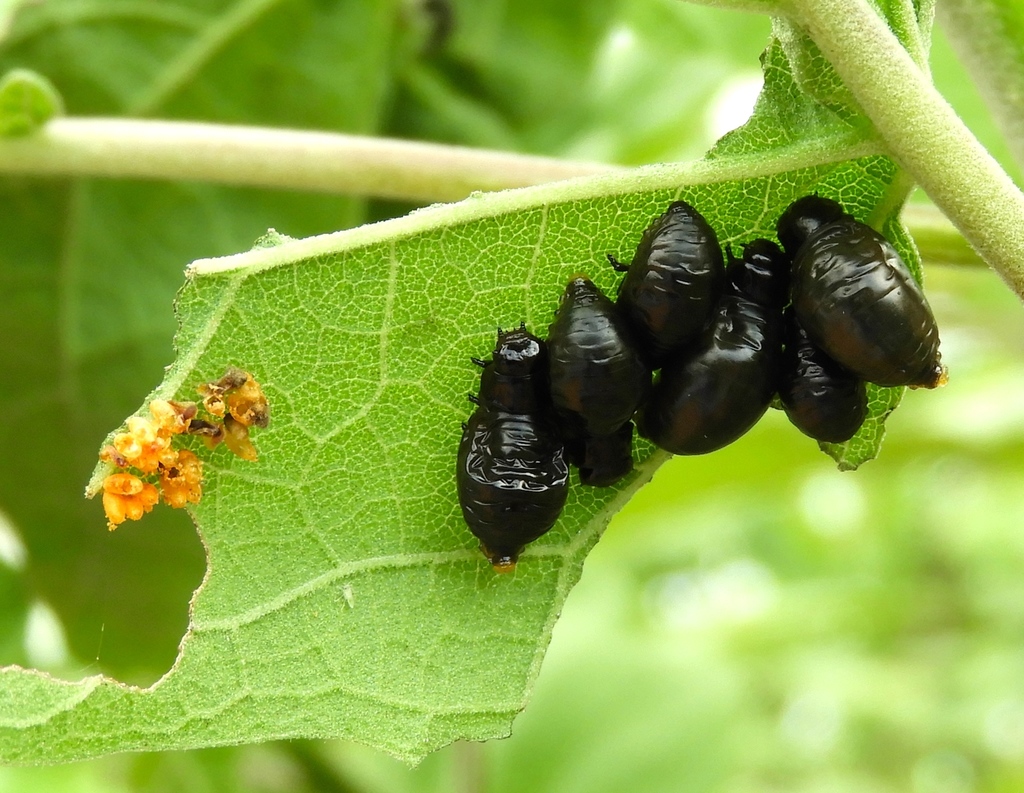 Doryphorina from Mazatlán, Sin., México on August 20, 2018 at 09:58 AM ...