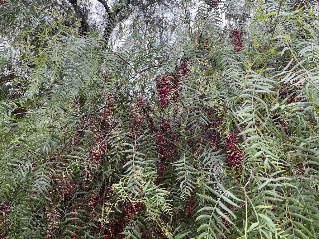 Peruvian Pepper Tree from Snead Ave, San Diego, CA, US on October 06 ...