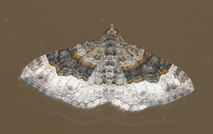 Clover Moth from Mount Mellum QLD 4550, Australia on August 21, 2018 at ...