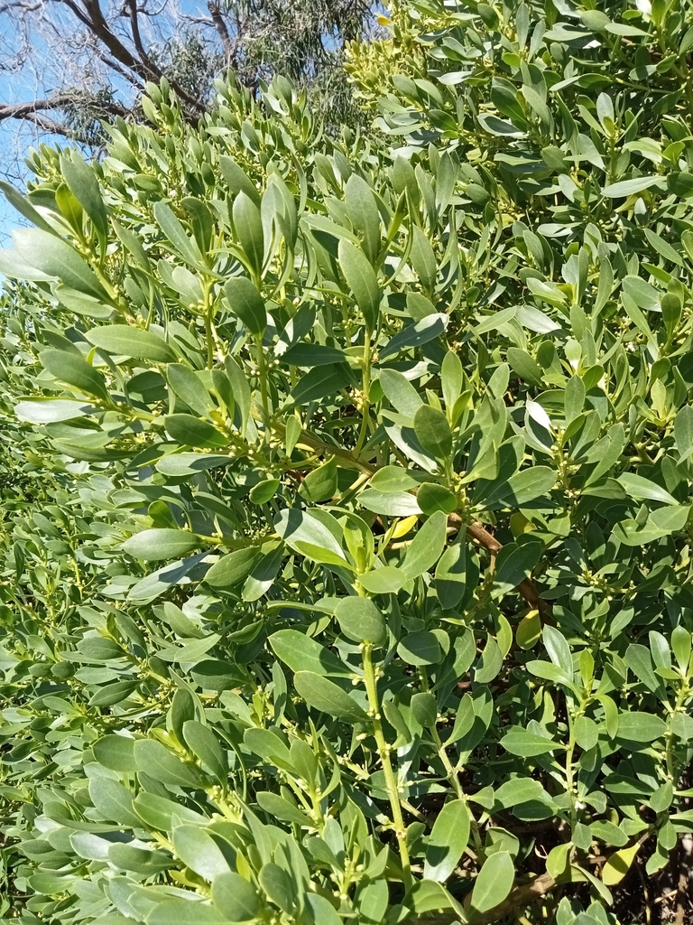 common boobialla on October 8, 2022 at 03:56 PM by Rowena · iNaturalist