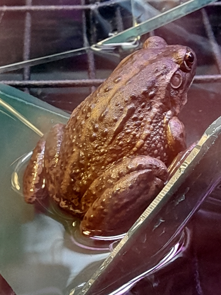 Southern Bell Frog in October 2022 by martin caon · iNaturalist