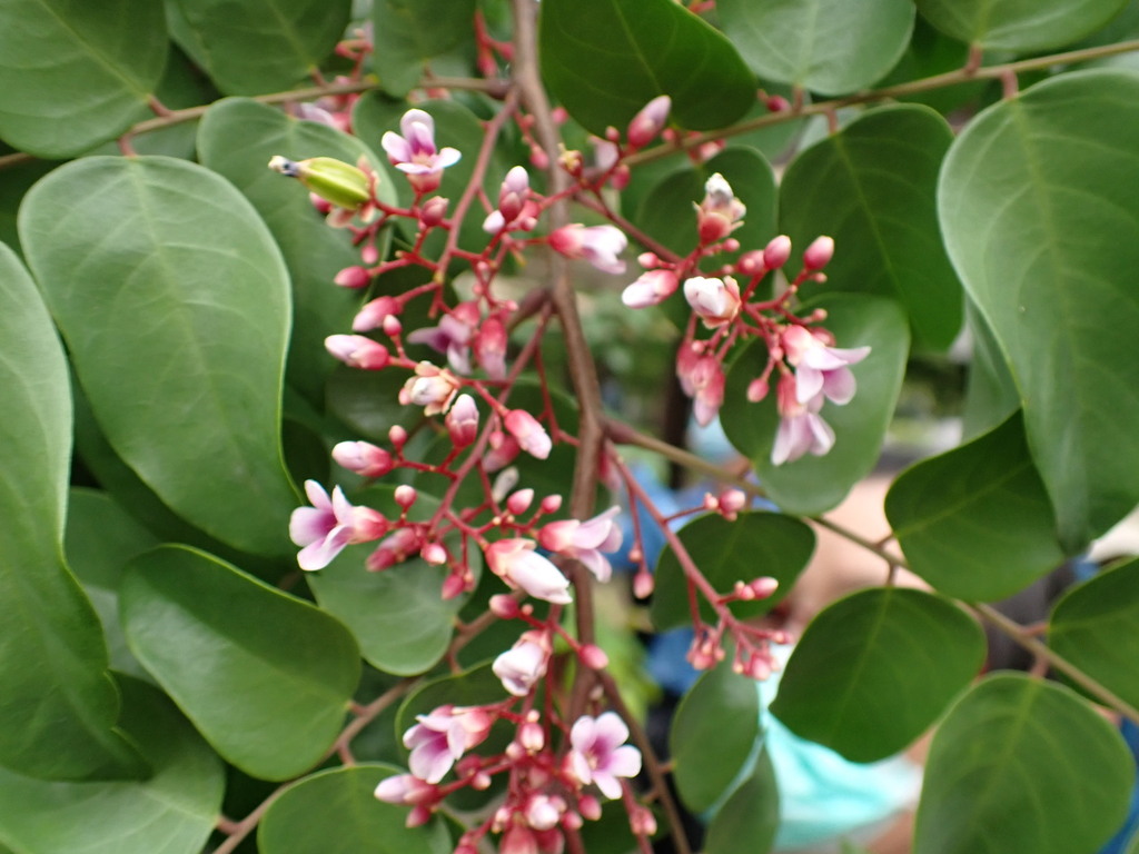 Starfruit ((1) Food forest Species) · iNaturalist