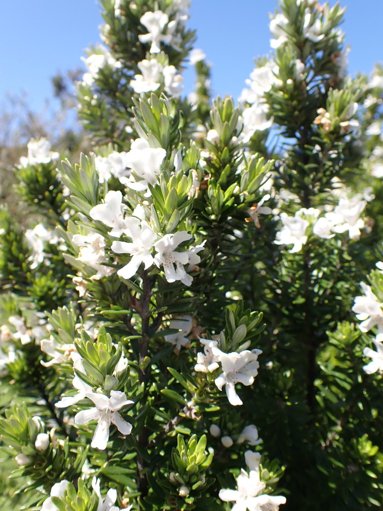 Coastal Rosemary from Wellington, Wellington, New Zealand on October 08 ...