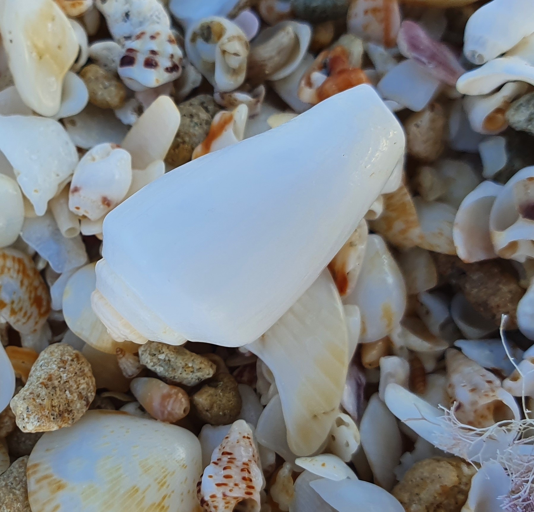 Conomurex persicus (Swainson, 1821)