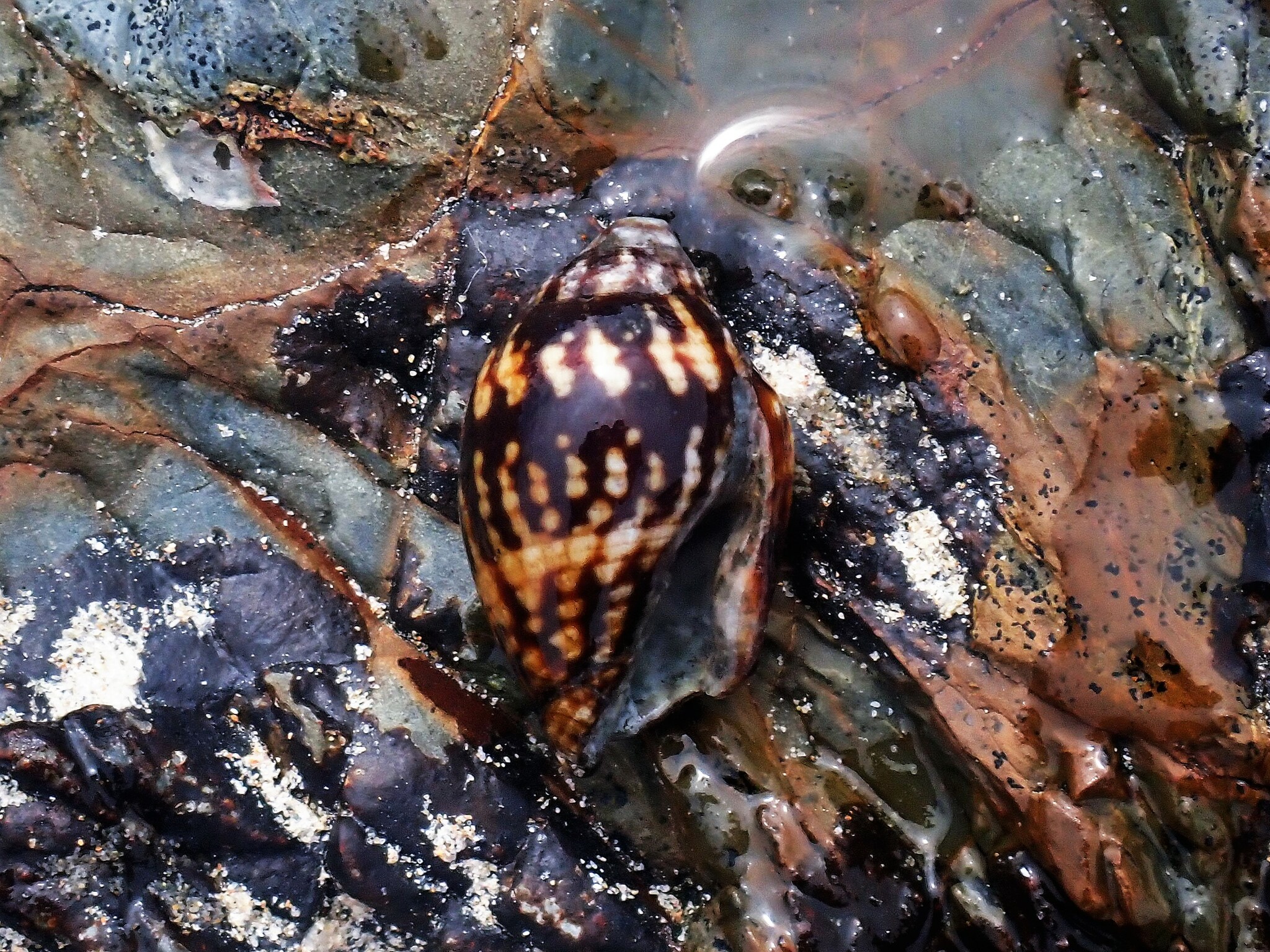 Strigatella litterata (Lamarck, 1811)