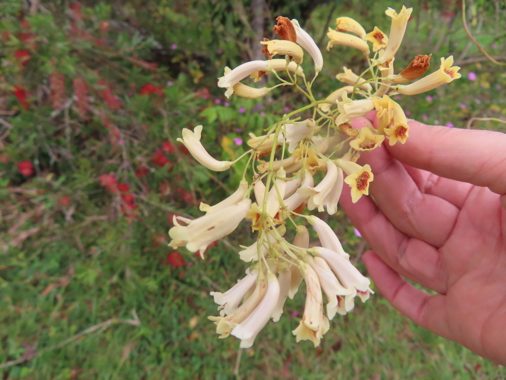 wonga vine from Maryborough QLD 4650, Australia on October 08, 2022 at ...