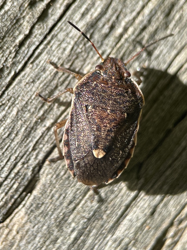Dictyotus inconspicuus from Boundary Tk E, Frankston South, VIC, AU on ...