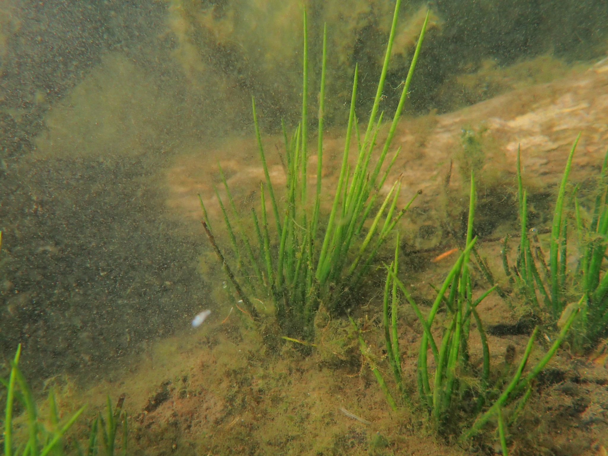 Isoetes occidentalis Hend.