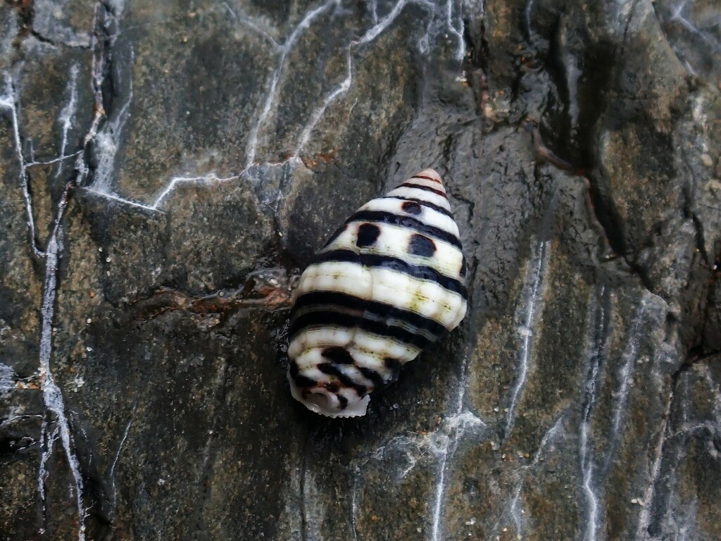 Engina lineata from Barcoongere NSW 2460, Australia on October 7, 2022 ...