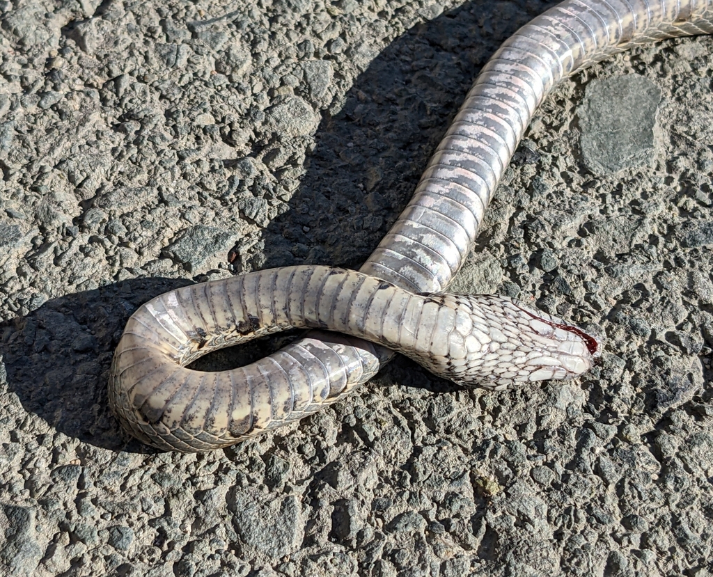 Asian Racer from Аласа, Кипр on October 08, 2022 at 09:12 AM by Denis ...