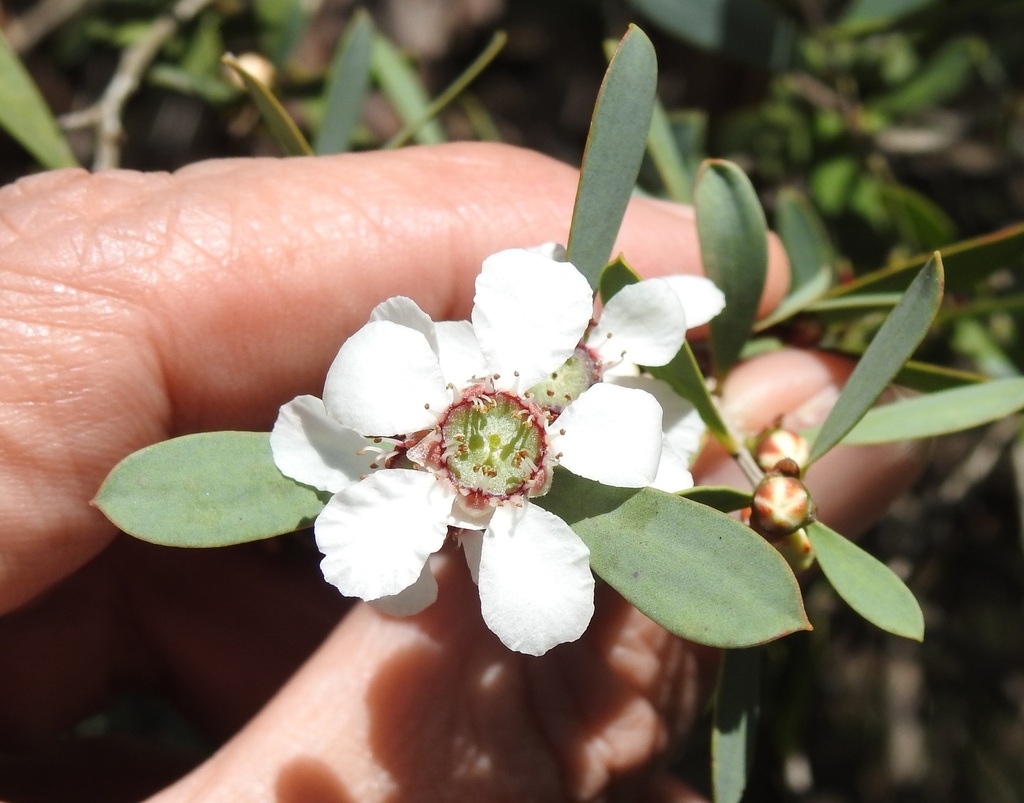 Australian Tea Tree from Mount Martha Park, Mount Martha, VIC, AU on ...