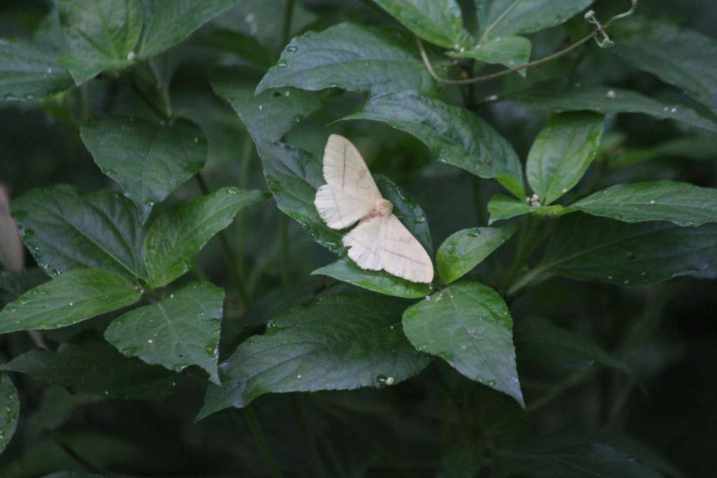 Eupterote from Kadma Biodiversity Park on October 7, 2022 at 08:33 AM ...