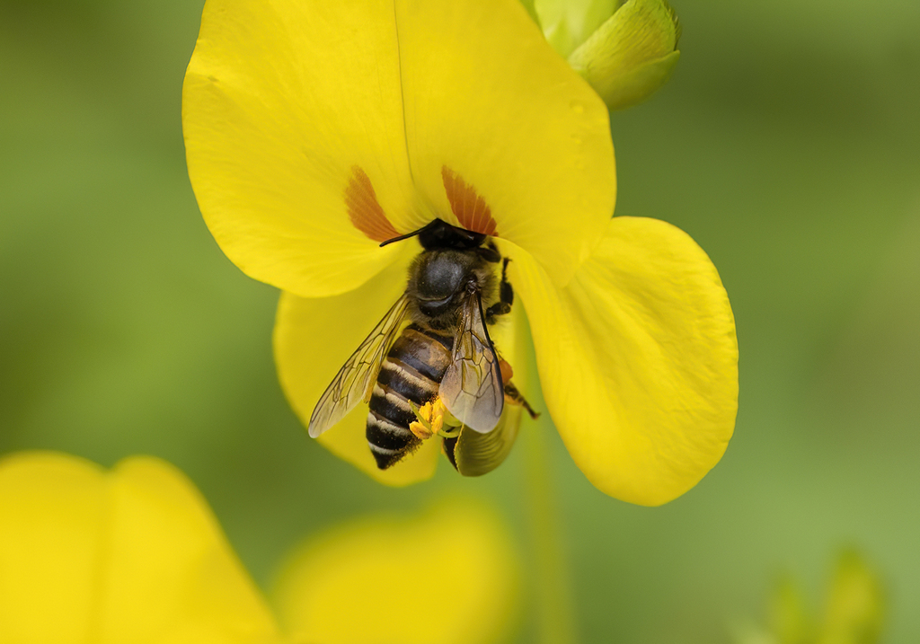 Indian Honey Bee from Sinhagad, Maharashtra, India on October 7, 2022 ...
