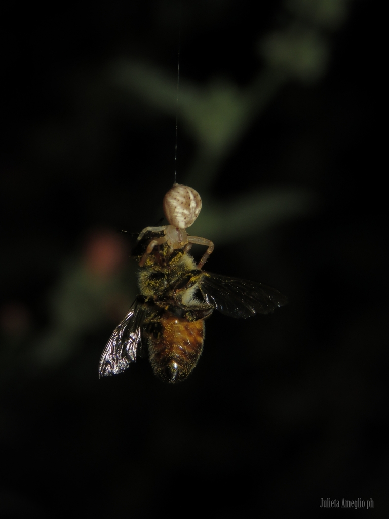 Misumenops from Funes, Santa Fe, Argentina on October 07, 2022 at 12:15 ...