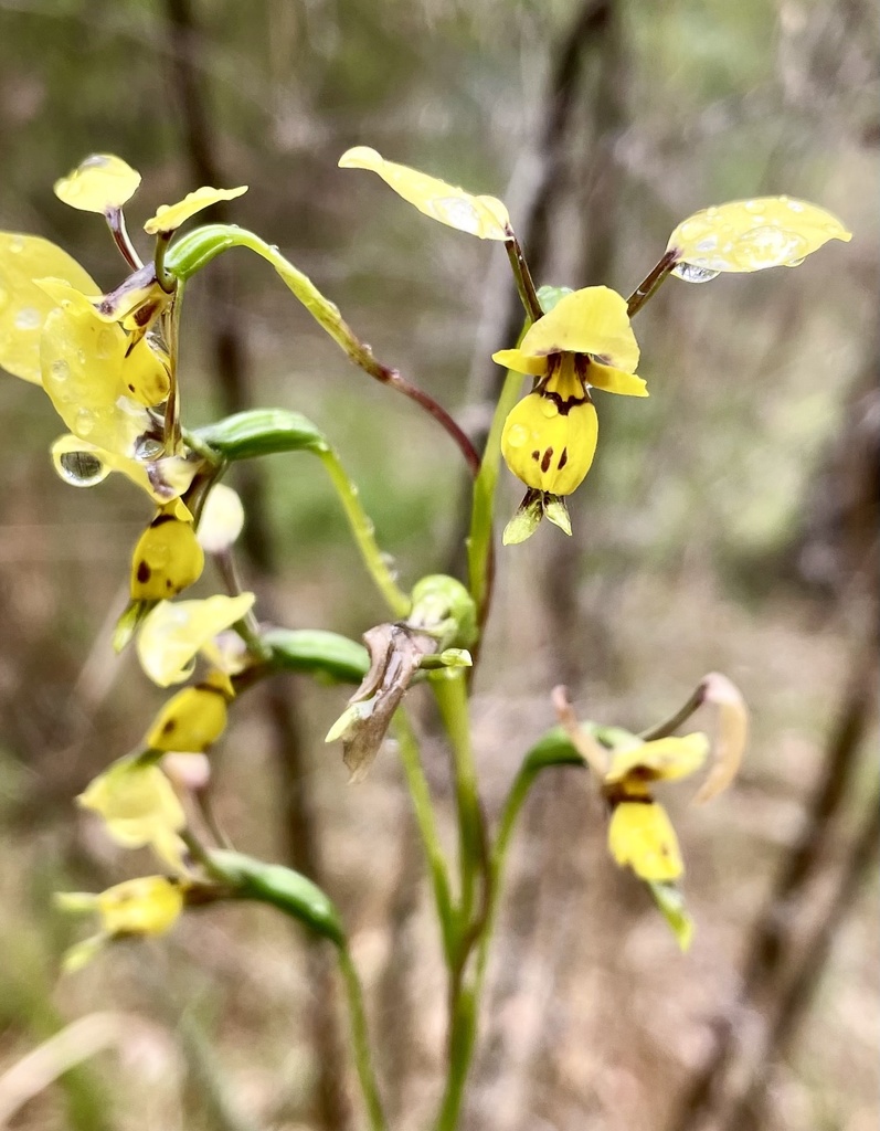 Double Tails from Turill, NSW, AU on October 8, 2022 at 12:59 PM by ...