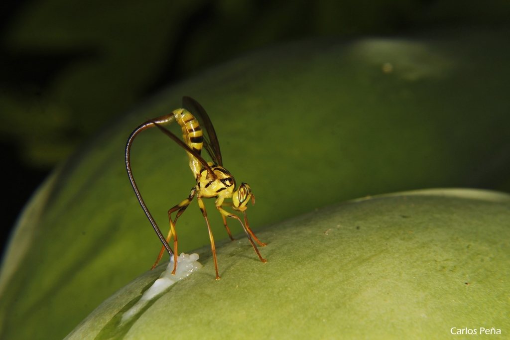 Papaya Fruit Fly from Chalchuapa, El Salvador on August 4, 2015 at 11: ...