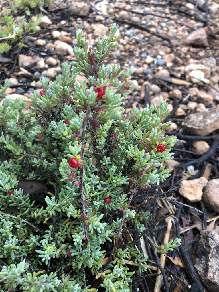 Barrier Saltbush from Sandleton SA 5356, Australia on October 5, 2022 ...
