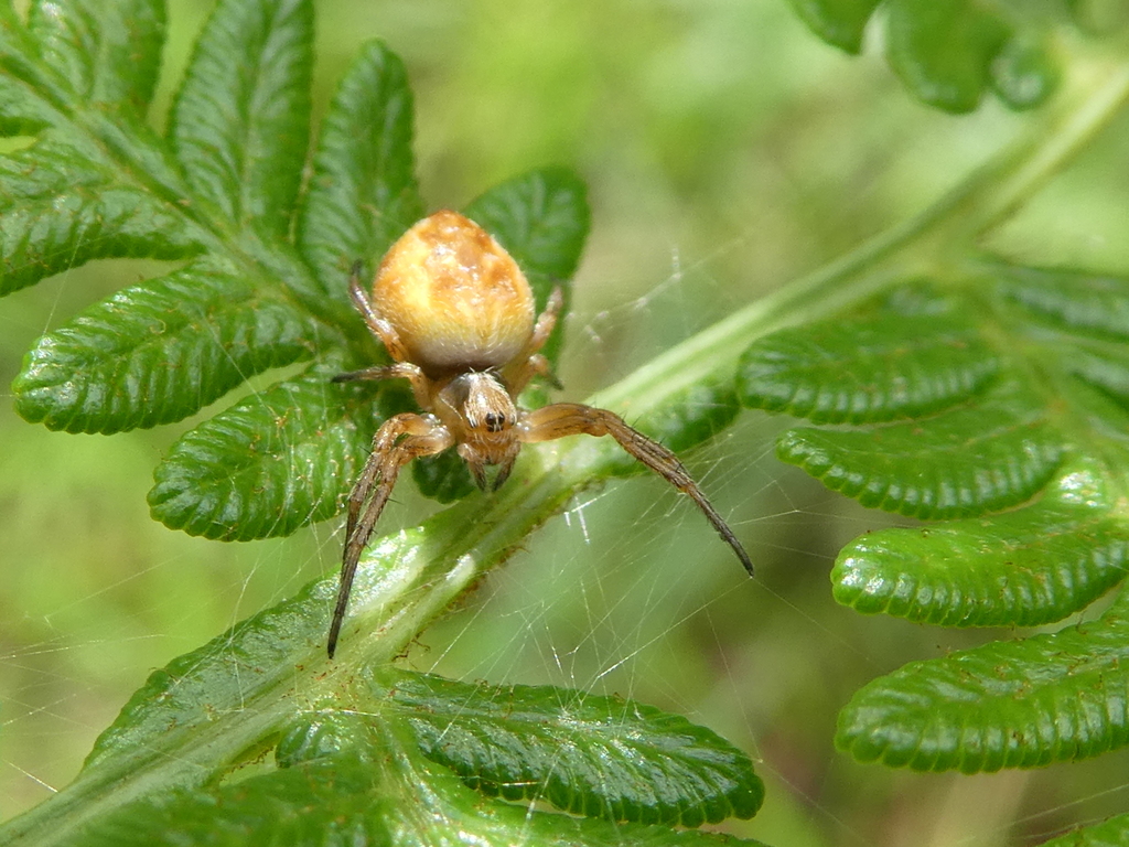 Spiders from Yea VIC 3717, Australia on October 08, 2022 at 03:13 PM by ...