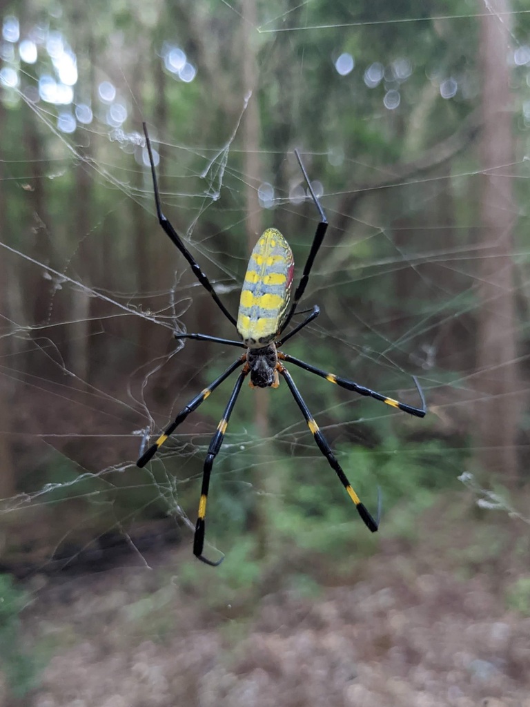 Joro Spider in October 2022 by K_Kawashima · iNaturalist