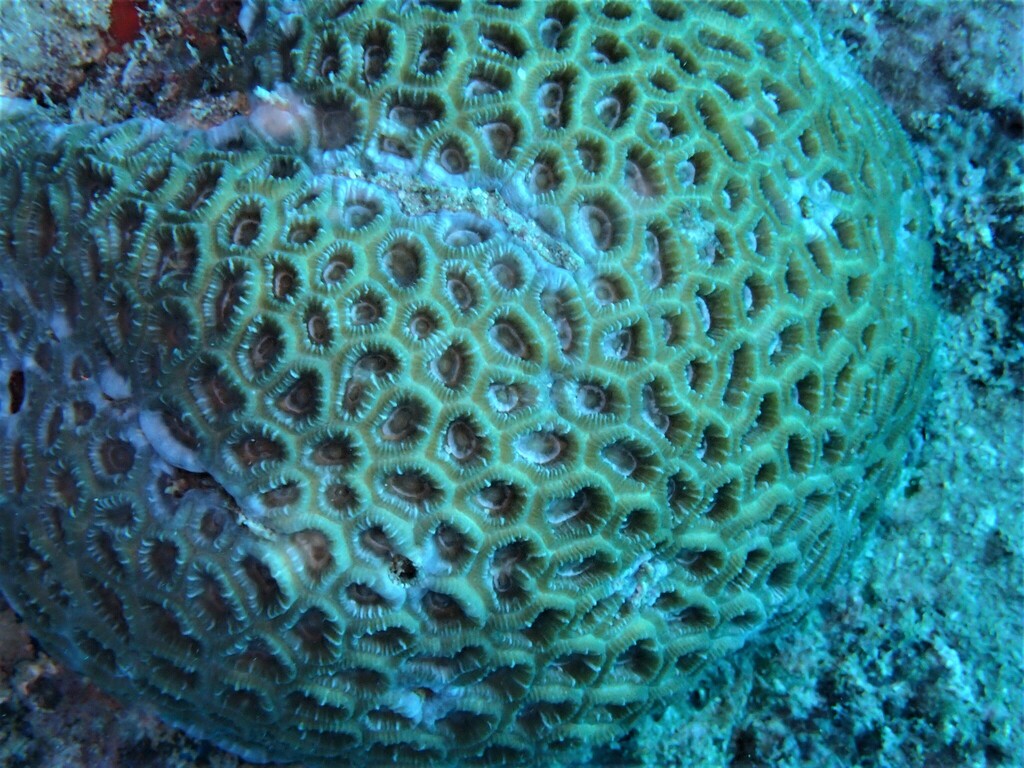 Merulinidae in October 2022 by Juan José Areso · iNaturalist