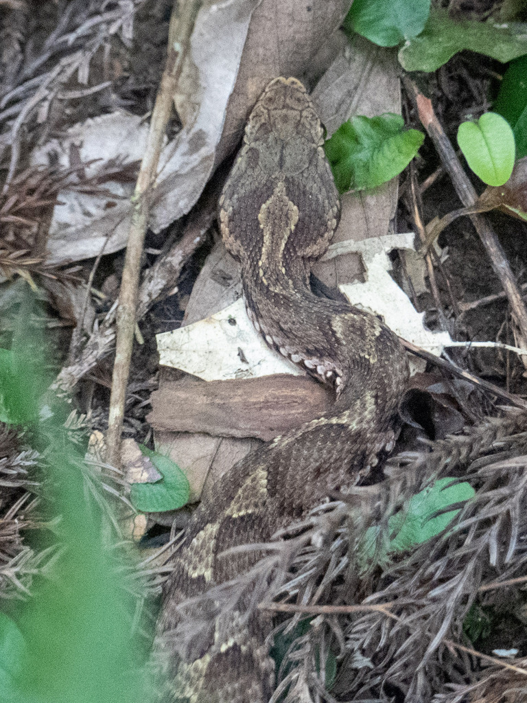 Short-tailed Mamushi in October 2022 by K_Kawashima · iNaturalist