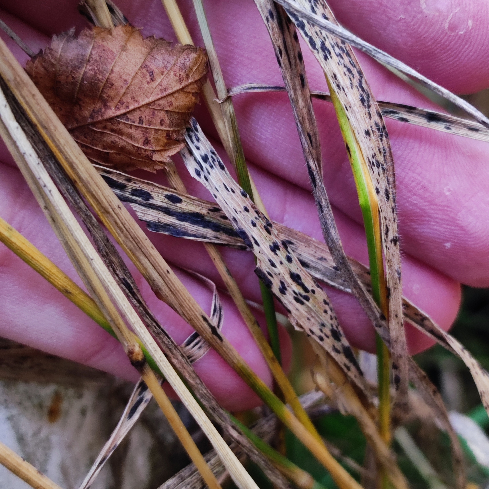 Phyllachora graminis (Pers.) Fuckel