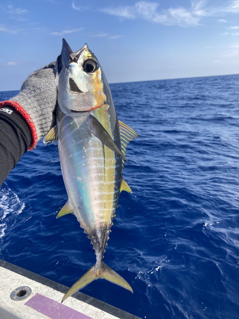 Yellowfin Tuna (Thunnus albacares) - Marine Life Identification