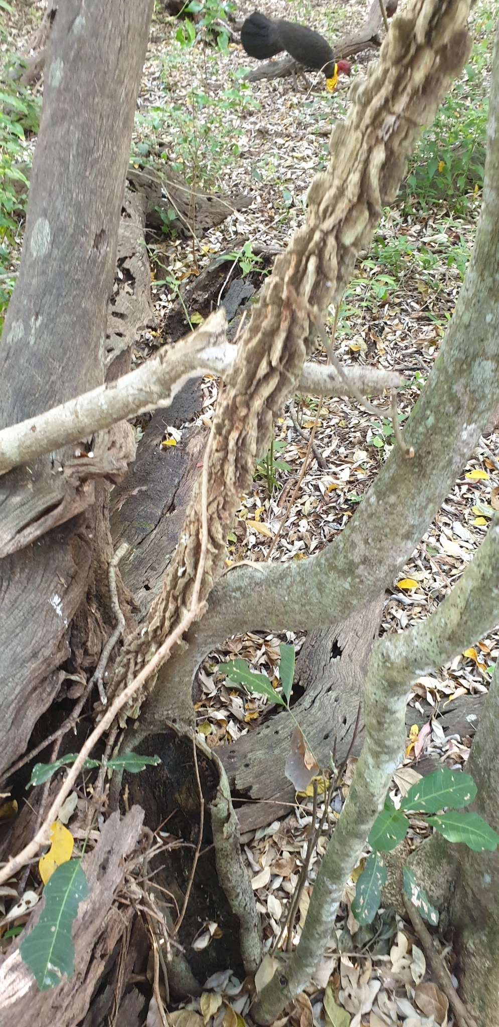 Secamone elliptica R.Br.