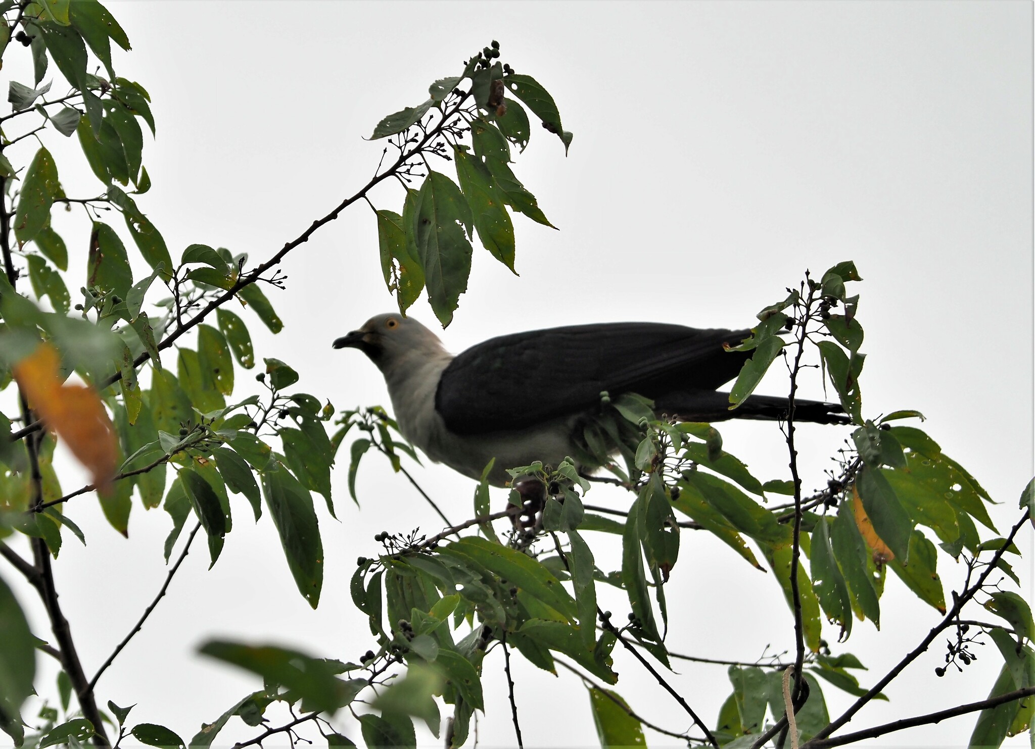 Ducula concinna (Wallace, 1865)