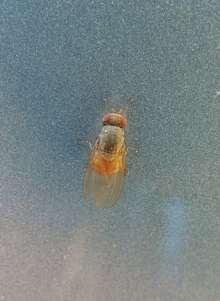 Minettia from Блок 67а, Београд, Сербия on October 8, 2022 at 11:19 AM ...