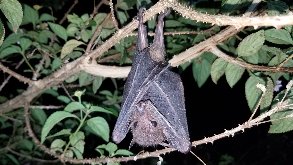 Madagascan Rousette in October 2022 by Andrianiaina Angelo · iNaturalist