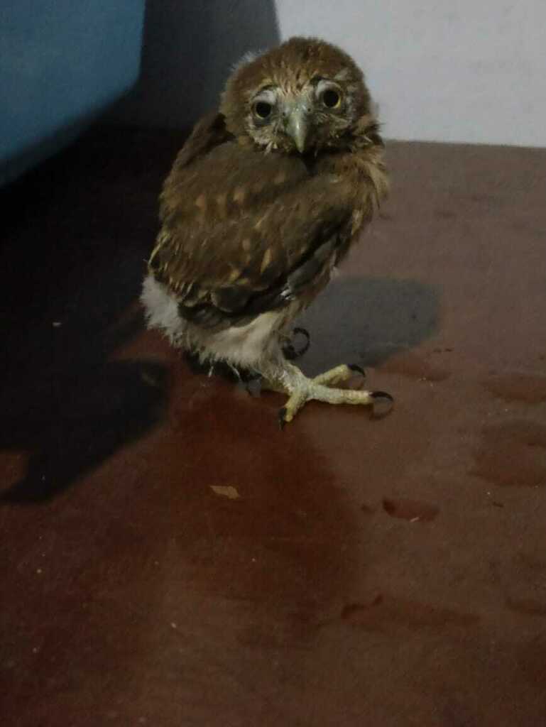 Peruvian Pygmy-Owl from Guayaquil, Ecuador on October 08, 2022 at 06:08 ...