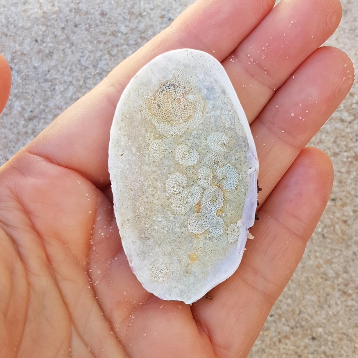 Gari depressa (Pennant, 1777)