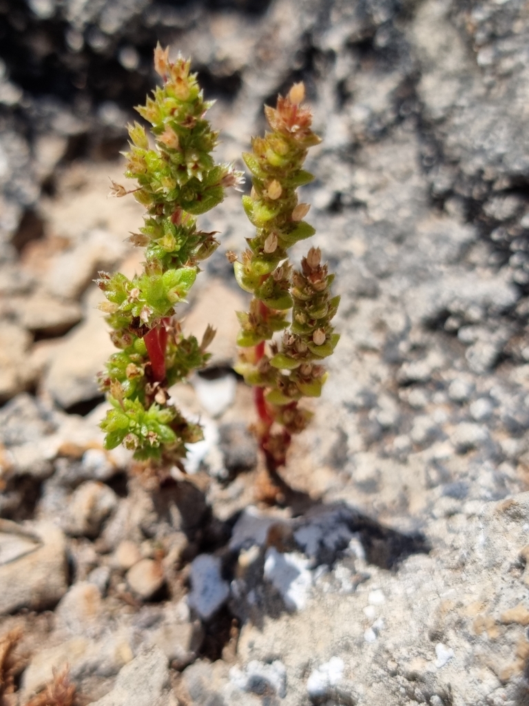 Crassula colligata from Mundrabilla WA 6443, Australia on October 8 ...