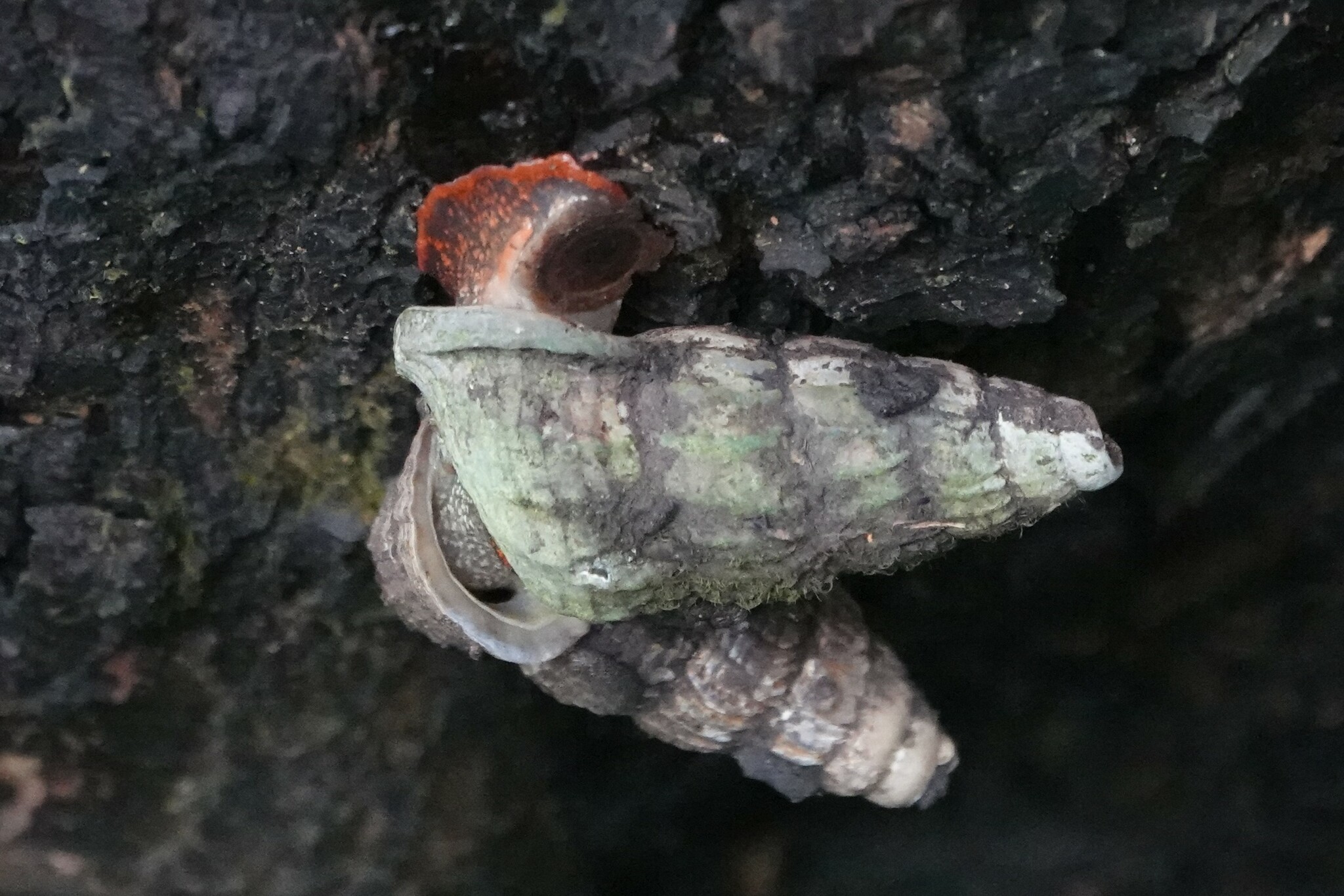 Cerithidea obtusa (Lamarck, 1822)