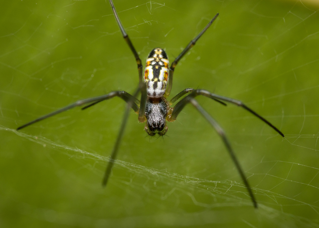 Banded Orbweavers from Mahabo, Madagascar on September 4, 2022 at 03:02 ...