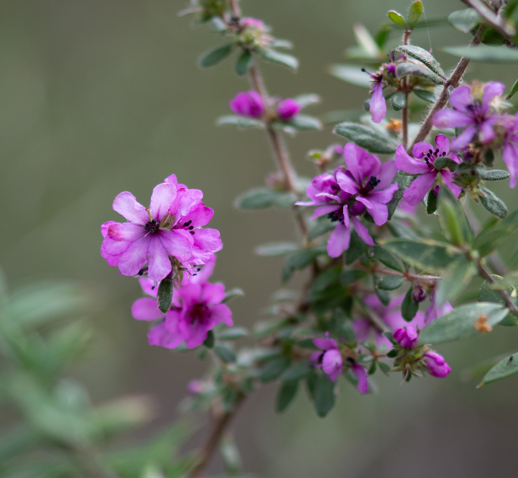 Grampians Bauera from Halls Gap VIC 3381, Australia on October 04, 2022 ...