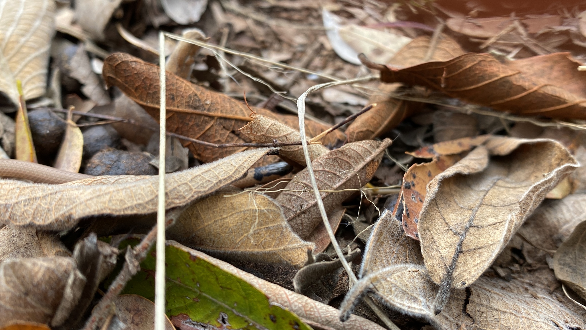 Aparallactus A.Smith, 1849
