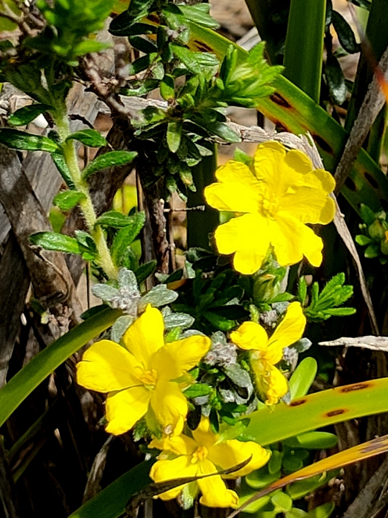 Silky Guinea-flower from Blairgowrie VIC 3942, Australia on October 8 ...