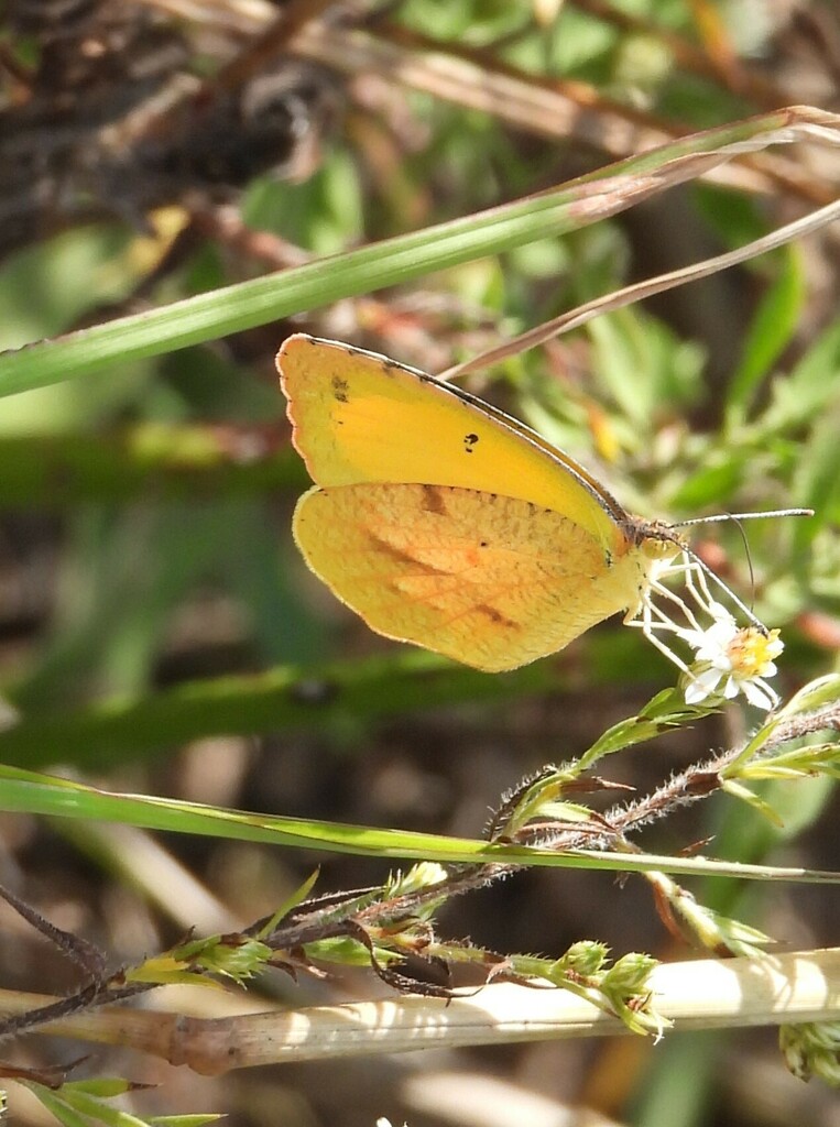 Sleepy Orange from Along Big Cypress Creek, Co. Rd. 8, Lauderdale ...