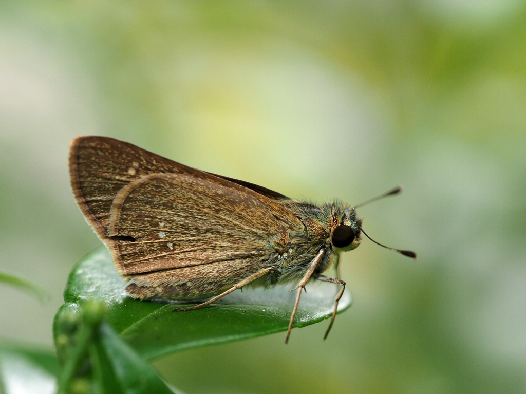 Straight Swifts from Varsity Park Condo, Singapore on September 8, 2015 ...