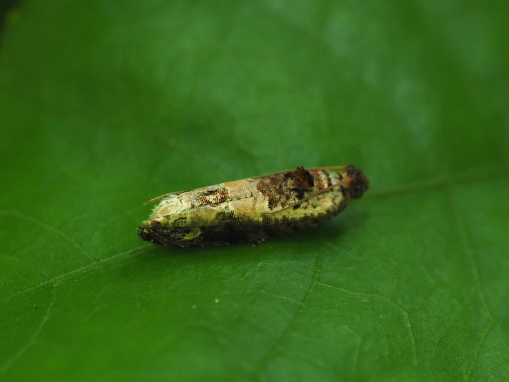 Mango Flower Webworm (Lepidoptera (butterflies and moths) of the ...