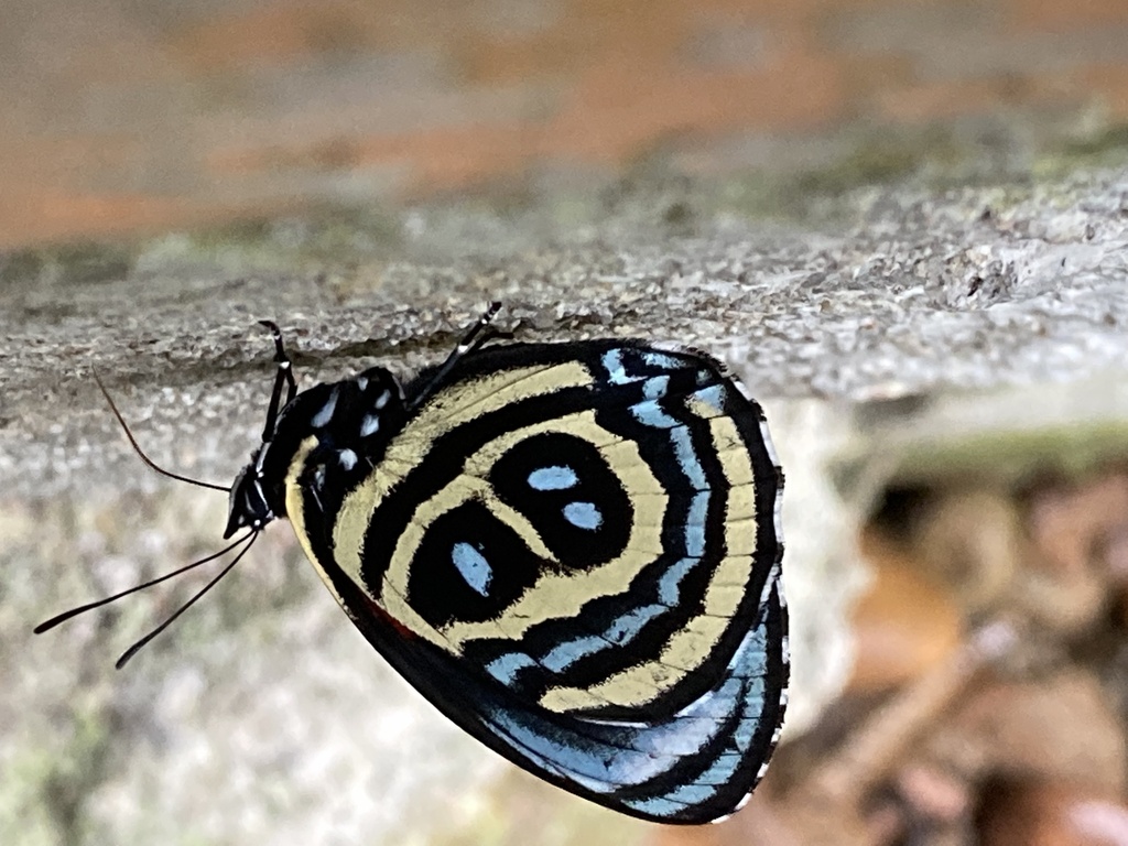 Callicore ines from Mocoa, Mocoa, Putumayo, CO on October 07, 2022 at ...