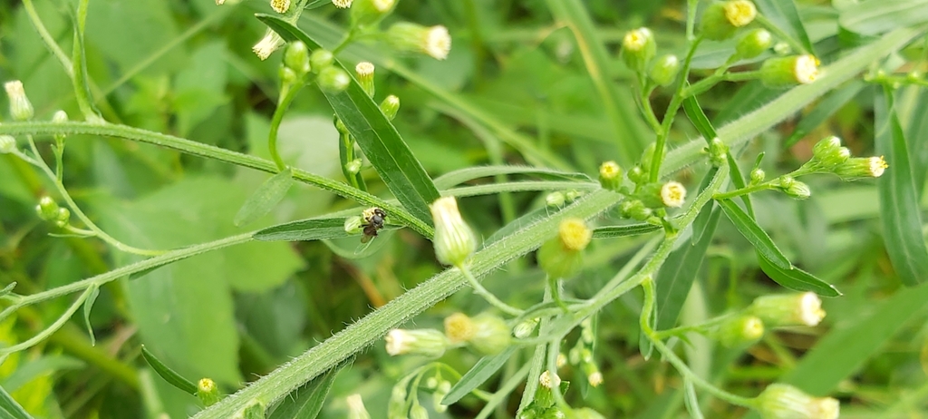 plants in January 2022 by KDendle. Paddock weed · iNaturalist