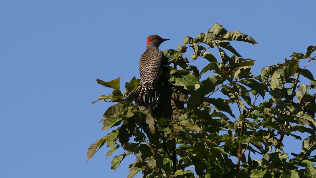 Northern Flicker from Leelanau County, MI, USA on October 02, 2022 at ...