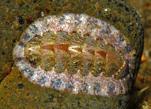 Lucilina lamellosa · iNaturalist Ecuador