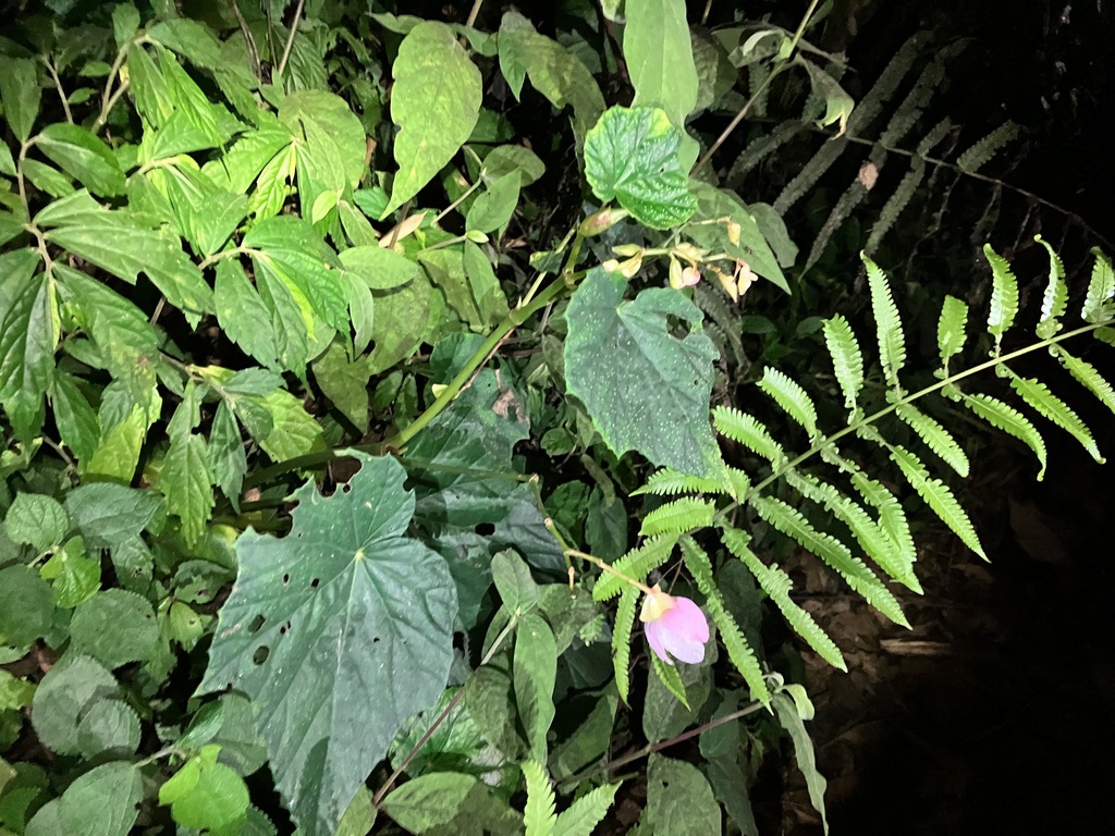 Formosana begonia from 台灣花蓮縣 on September 11, 2022 at 08:09 PM by Chi ...
