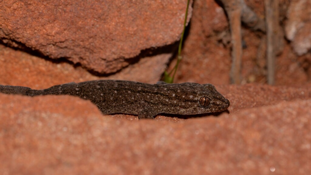Variegated Tree Dtella from Kalbarri WA 6536, Australia on July 18 ...