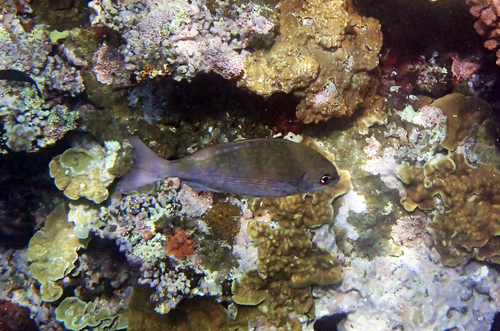 Pinjalo (Pinjalo pinjalo) · iNaturalist